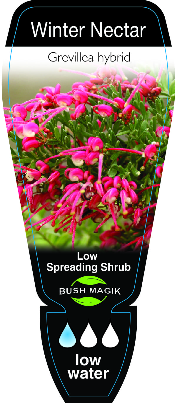Grevillea lanigera hybrid 'Winter Nectar' - small Label