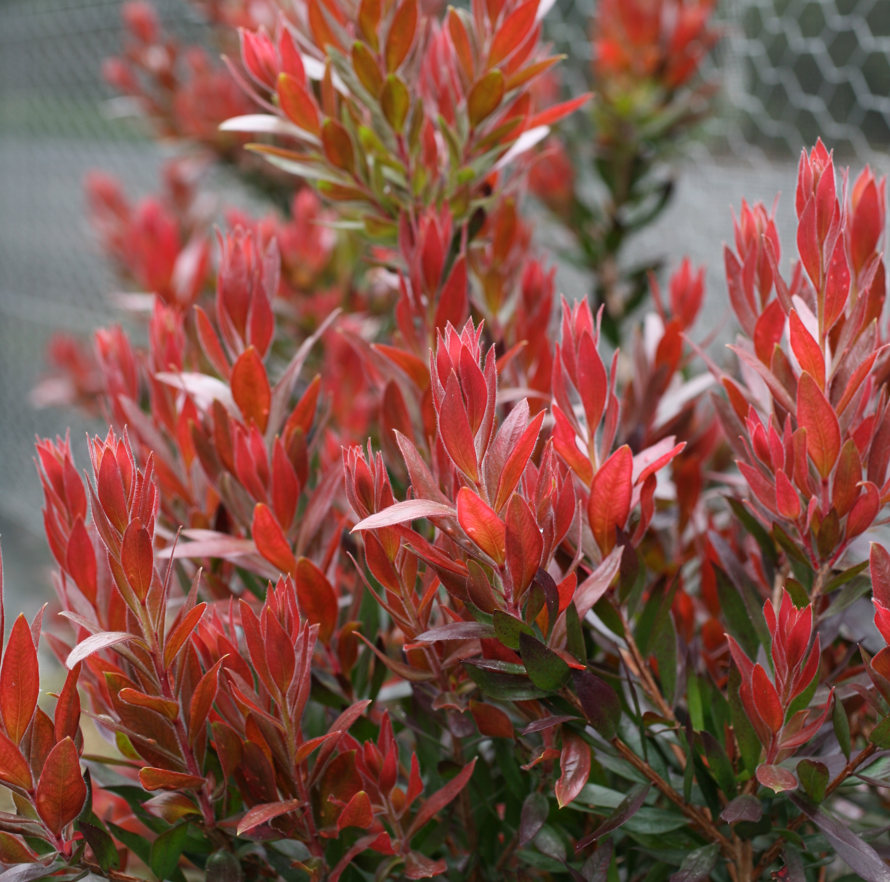 Callistemon viminalis hybrid Red Rocket Australian Native Plant