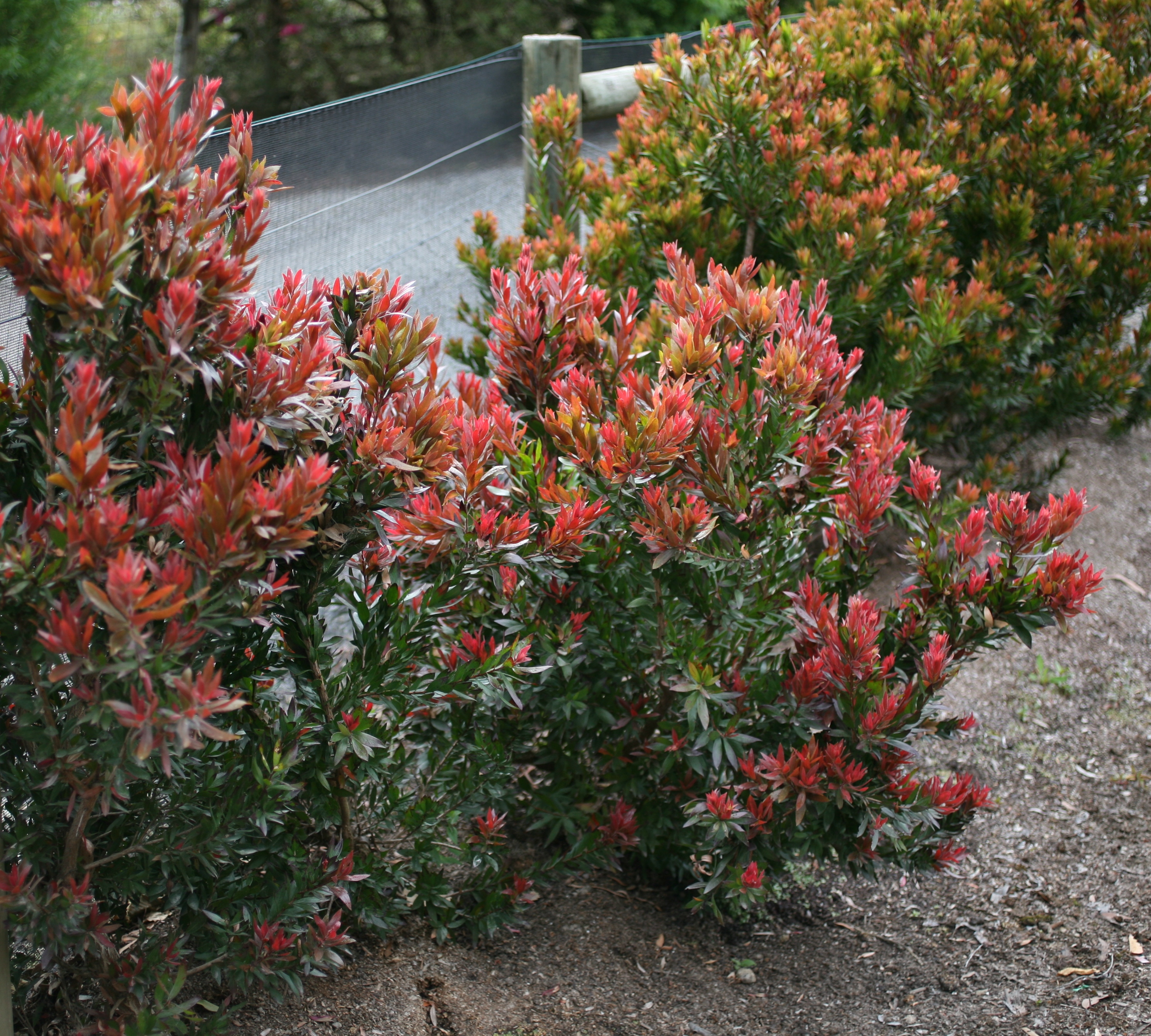 Callistemon viminalis hybrid Red Rocket Australian Native Plant