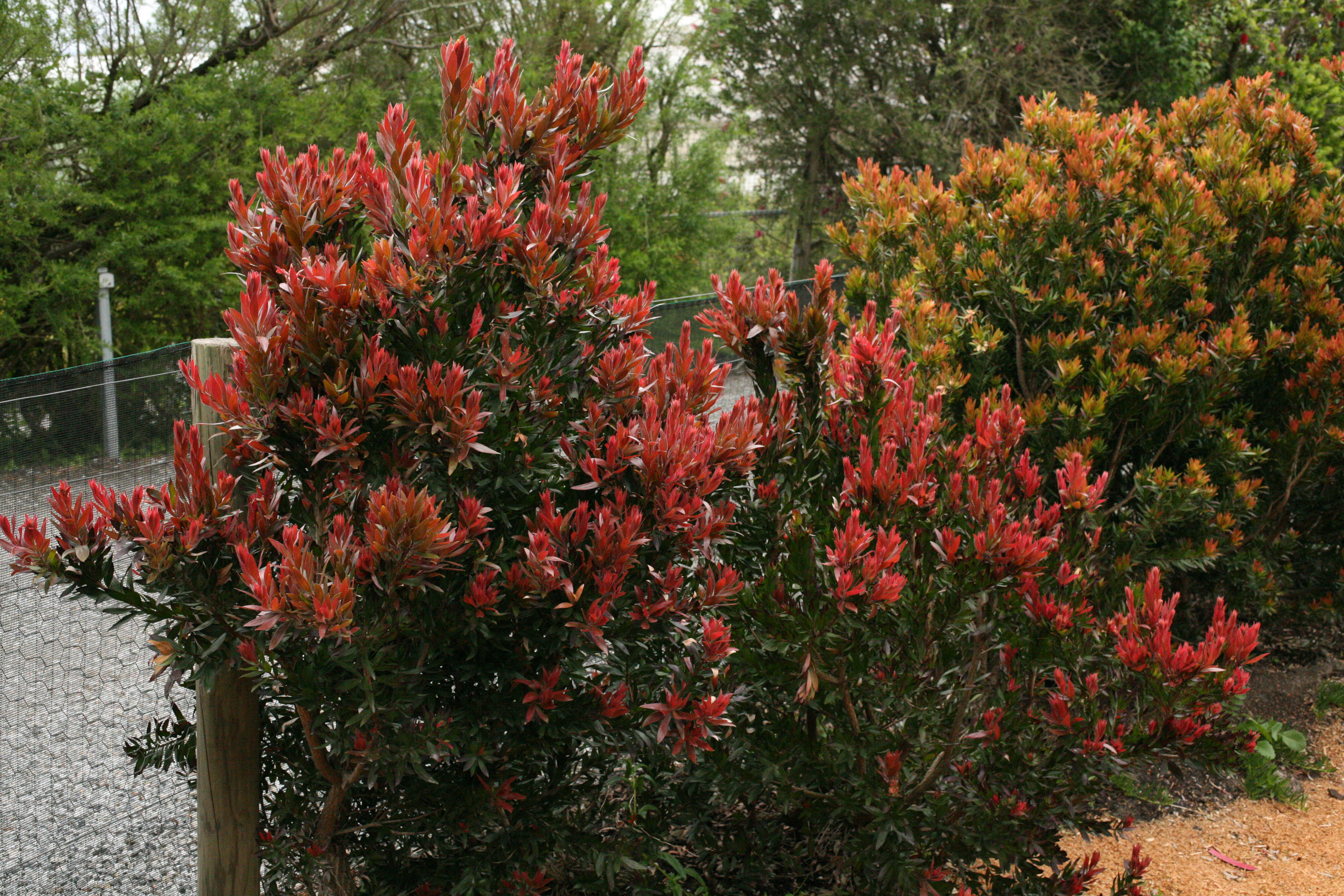 Callistemon viminalis hybrid Red Rocket Australian Native Plant